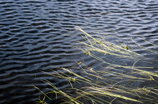 Free Stock Photo of Tall Grasses Growing in Water | Download Free ...