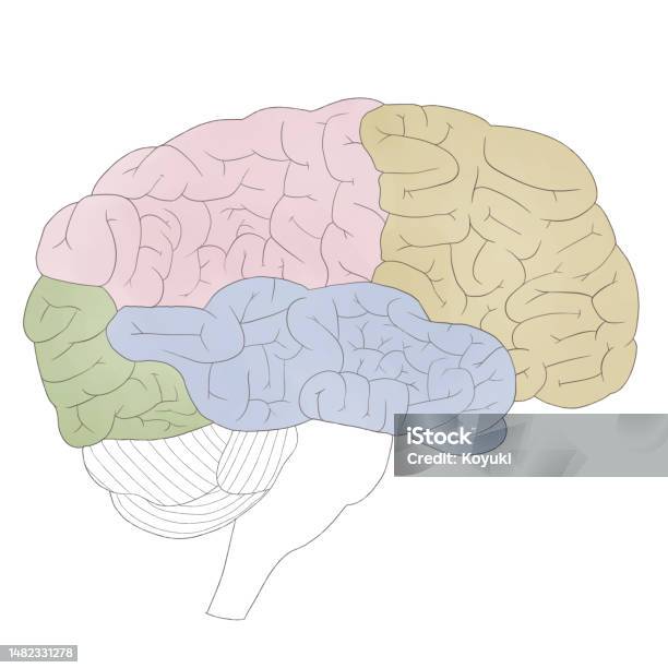 Clipart Del Diagramma Della Sezione Trasversale Del Cervello Umano