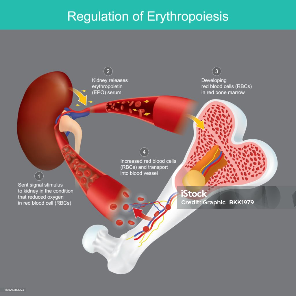 Peraturan Eritropoiesis Kondisi Produksi Sel Darah Merah Dari Sumsum ... Peraturan Eritropoiesis Kondisi Produksi Sel Darah Merah Dari Sumsum ...