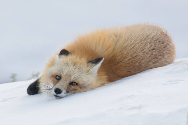 Free Stock Photo of Red Fox Sitting on Top of Rocky Hillside | Download ...