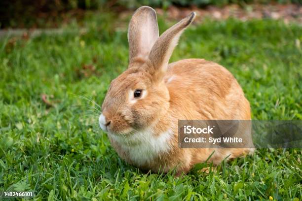 Kelinci Emas Di Luar Kelinci Coklat Raksasa Flemish Foto Stok - Unduh ... Kelinci Emas Di Luar Kelinci Coklat Raksasa Flemish Foto Stok - Unduh ...