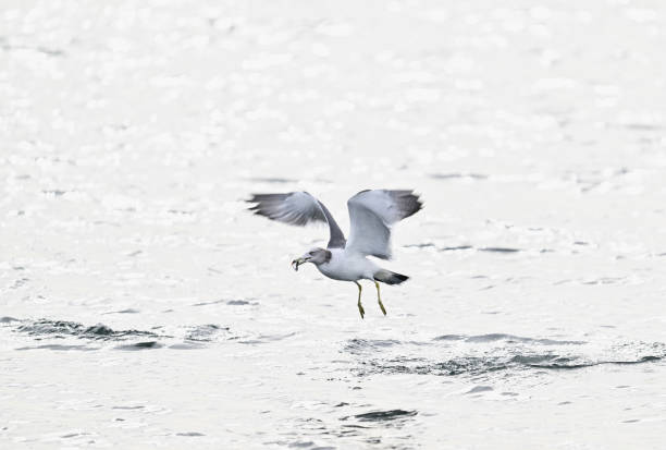 Free Stock Photo of Seagull Carrying Fish on Beach | Download Free ...