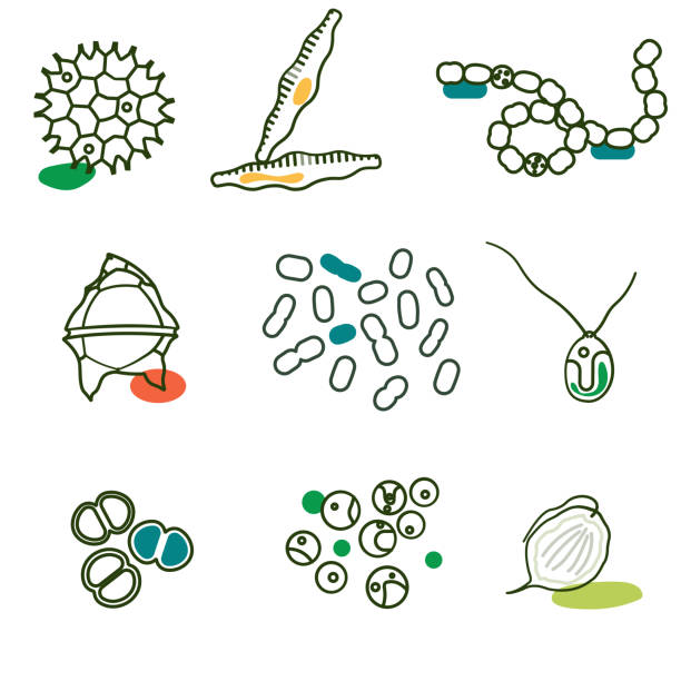 Phytoplankton Clipart