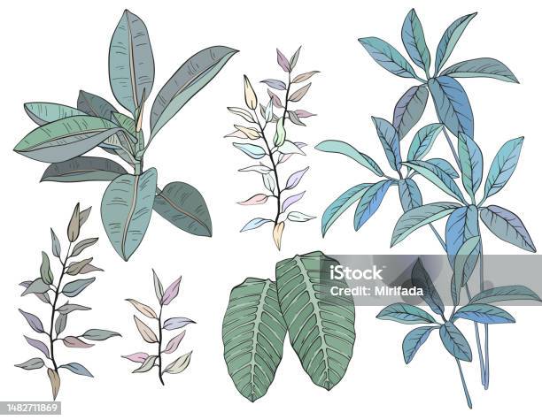 Ficus Daun Palem Dan Tanaman Tropis Diatur Dedaunan Tropis Cabang