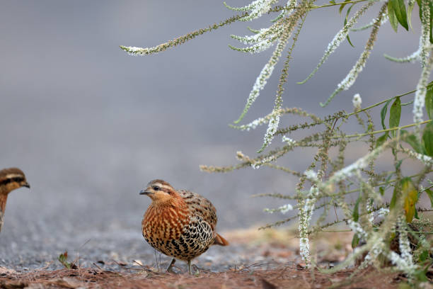 Partridge Pictures | Download Free Images on Unsplash