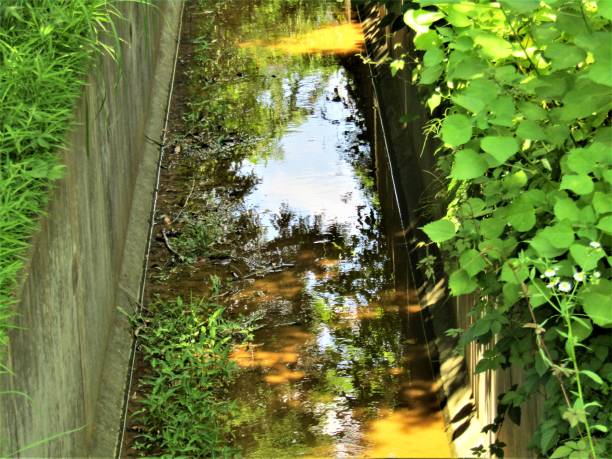 Free picture: Trees reflection on calm water surface
