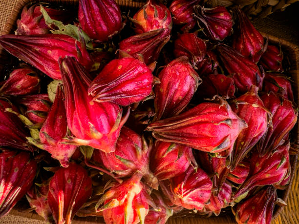 Free rosellas stock photos. Download the best free rosellas images at ...