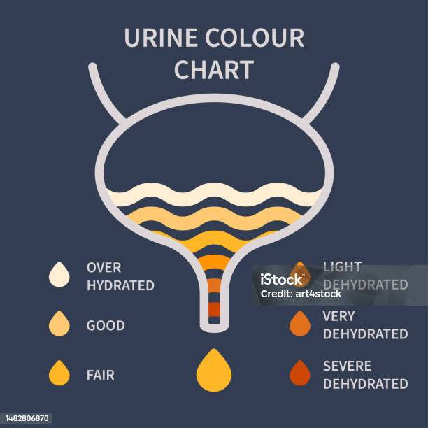 Urine Color Hydration Chart Illustration Of Bladder Stockvectorkunst En Meer Beelden Van Blaas