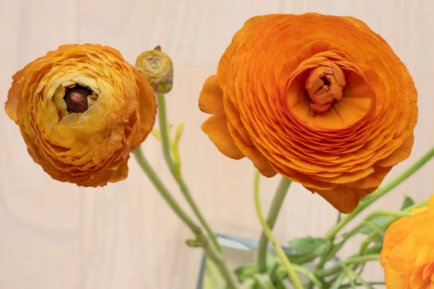Free Stock Photo of Vivid orange ranunculus flowers in bloom | Download ...