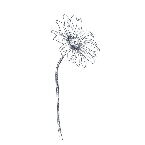 Daisies Drawing