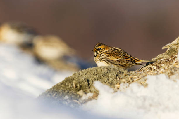 Free picture: calcarius lapponicus, lapland, longspur, bird