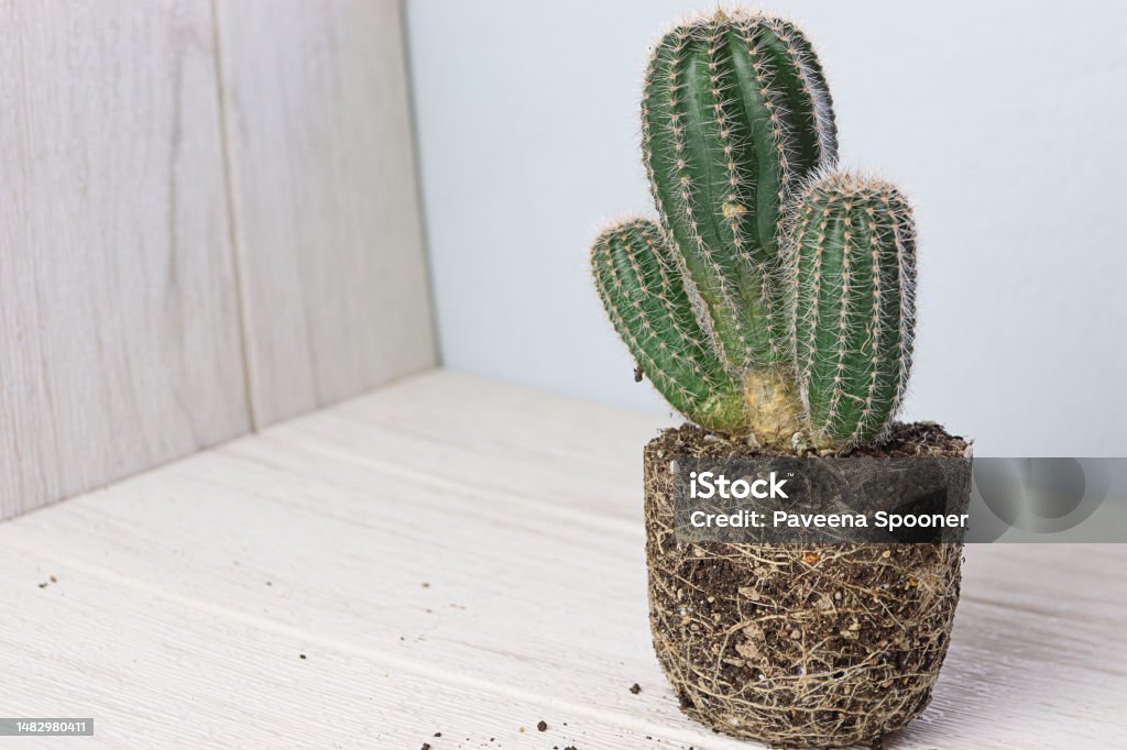 Kakteen Die Ihre Wurzeln In Form Zeigen Saftig Gartenkonzept ... Kakteen Die Ihre Wurzeln In Form Zeigen Saftig Gartenkonzept ...