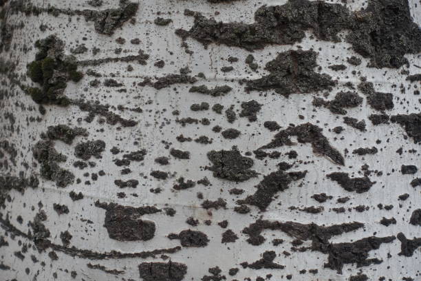 Free Stock Photo of Bark of grey poplar | Download Free Images and Free ...