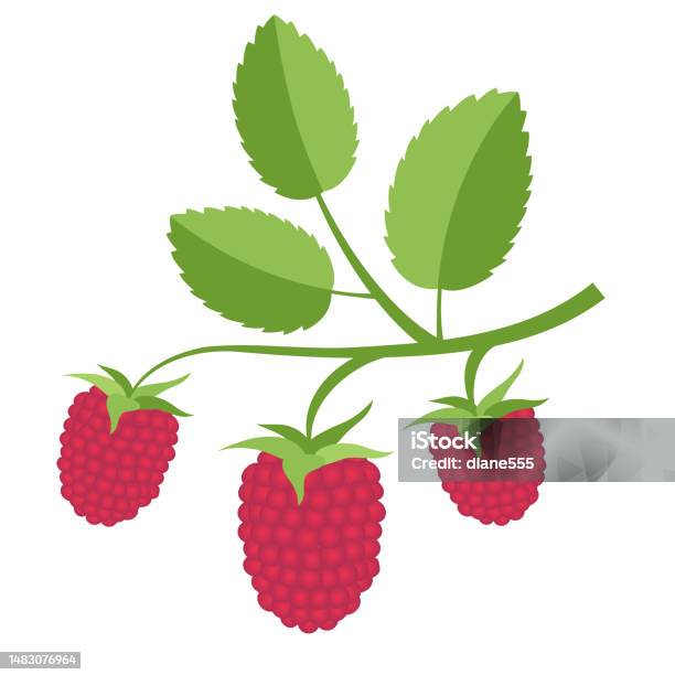 Raspberry Pada Latar Belakang Transparan Ilustrasi Stok - Unduh Gambar ... Raspberry Pada Latar Belakang Transparan Ilustrasi Stok - Unduh Gambar ...