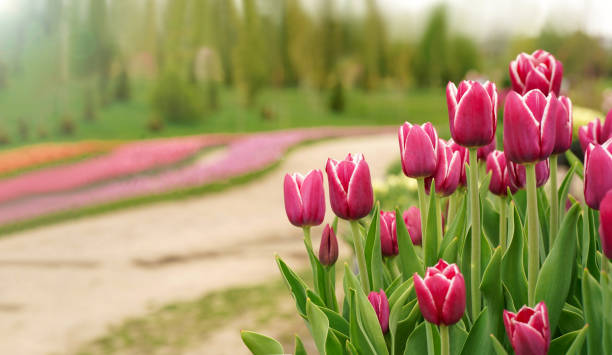 Red Tulips Spring Flower Light - Free photo on Pixabay