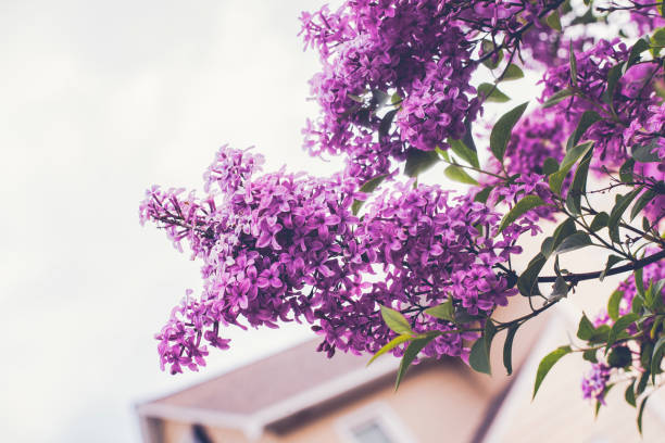 Flovers Pictures | Download Free Images on Unsplash