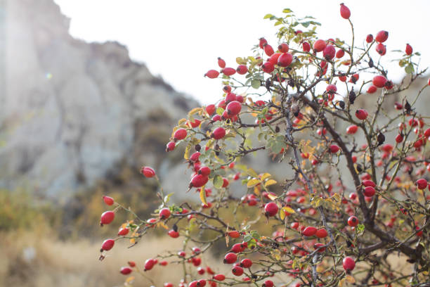Free picture: rose hip, organic, autumn season, bush, branch, plant ...