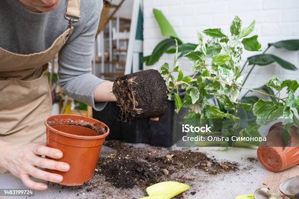 Stock Fotografie Hliněná Hrudka Domácí Hrnkové Rostliny Je Propletena