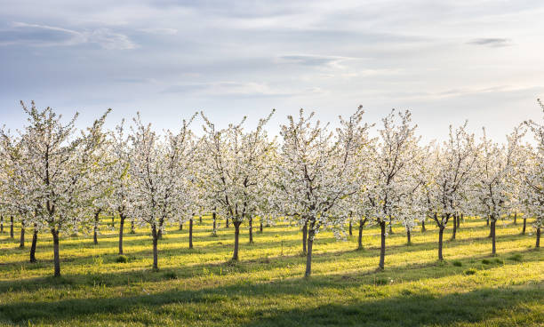 Free picture: sunshine, sunlight, sunset, sunny, orchard, farmland ...