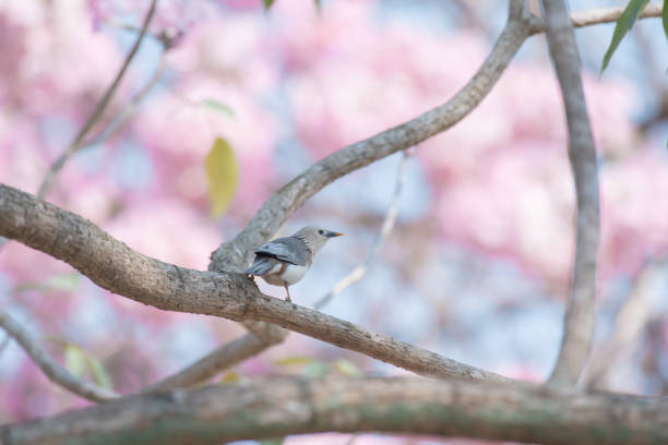 Free picture: wildlife, biologists, bird