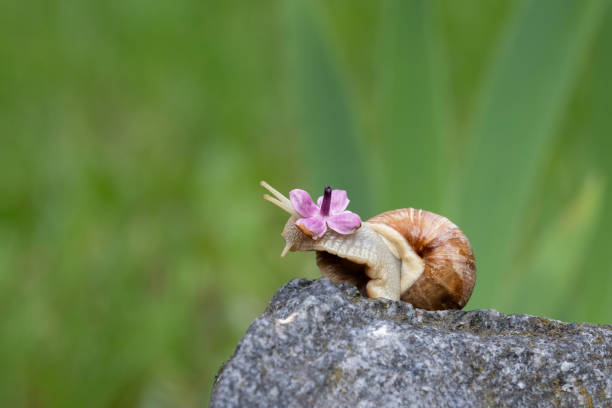 Free picture: snail, flower, petal, nature, garden