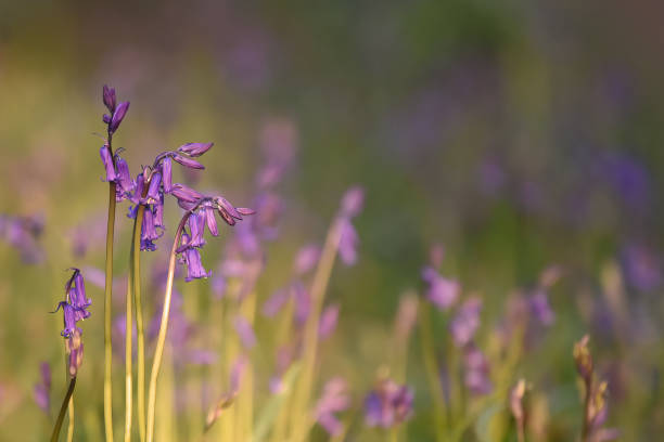 Free Stock Photo of Purple bluebells glowing in sunset light | Download ...