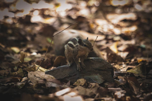 Free picture: nature, squirrel, animal, wildlife, outdoor, stone, landscape