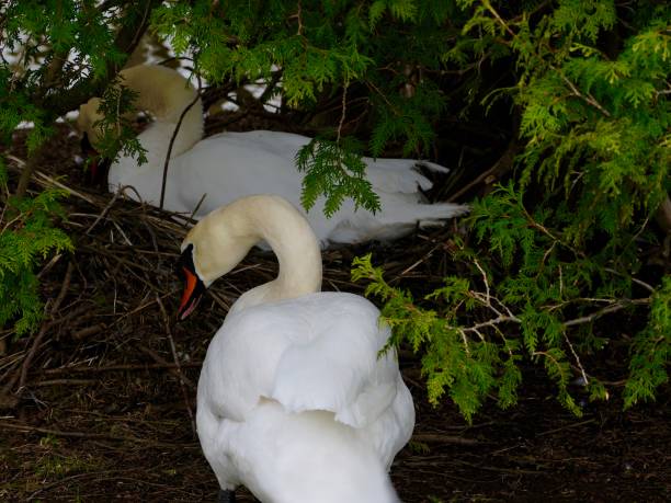 Free picture: pair, swan, together, birds, aquatic bird, wildlife ...