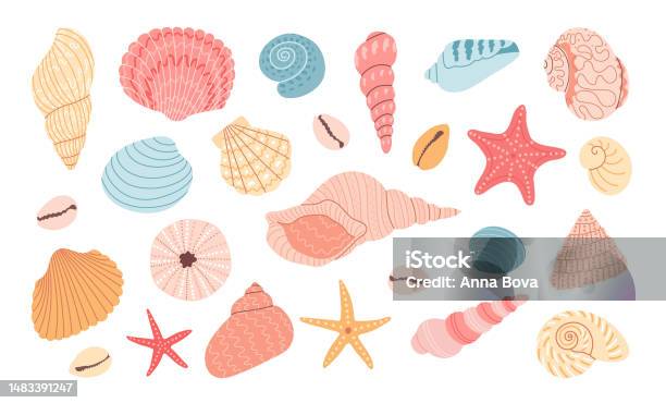 Ensemble De Coquillages Et Détoiles De Mer Sur Fond Blanc Illustration
