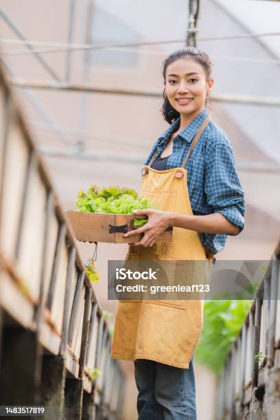 Keranjang Dengan Sayuran Segar Wanita Petani Asia Memegang Kotak Kayu ... Keranjang Dengan Sayuran Segar Wanita Petani Asia Memegang Kotak Kayu ...