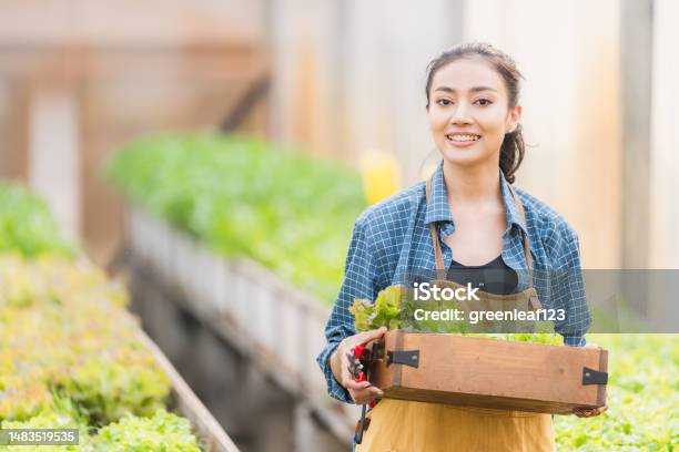 Keranjang Dengan Sayuran Segar Wanita Petani Asia Memegang Kotak Kayu ... Keranjang Dengan Sayuran Segar Wanita Petani Asia Memegang Kotak Kayu ...