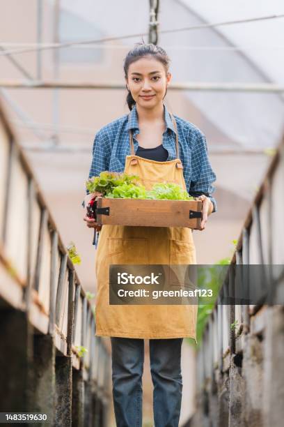 Keranjang Dengan Sayuran Segar Wanita Petani Asia Memegang Kotak Kayu ... Keranjang Dengan Sayuran Segar Wanita Petani Asia Memegang Kotak Kayu ...