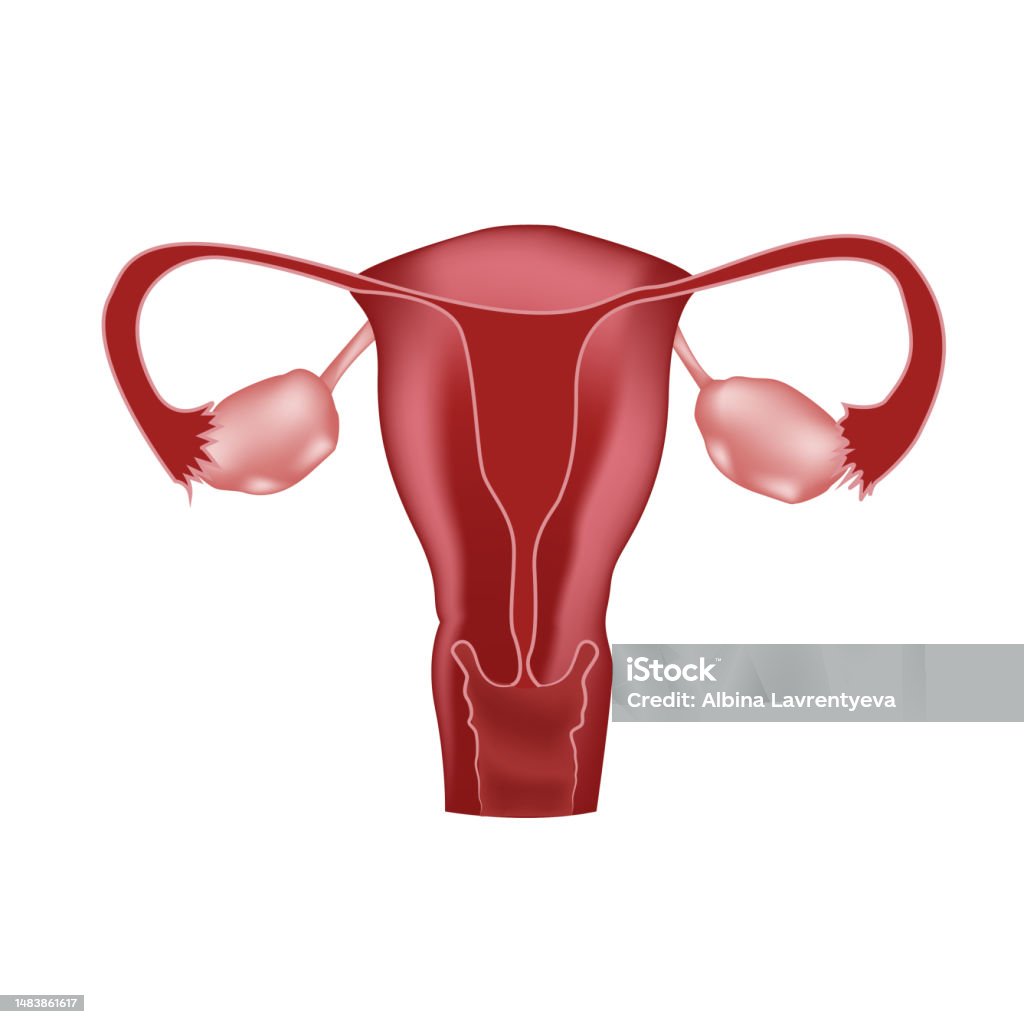 Structure Of The Female Reproductive System Uterus Ovaries Cervix Stock Illustration Download