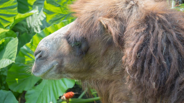 Free picture: brown llama, wildlife, animal, portrait, fur, head