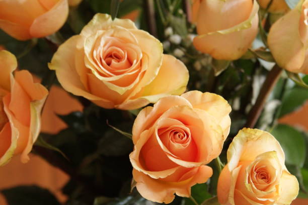 Free Stock Photo of Bouquet of peach-colored roses close-up | Download ...
