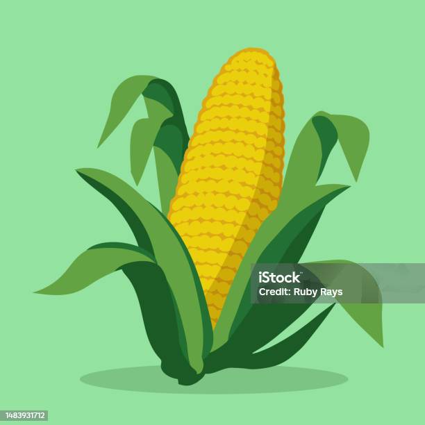 Jagung Rebus Segar Dari Ladang Ilustrasi Vektor Ilustrasi Stok - Unduh ... Jagung Rebus Segar Dari Ladang Ilustrasi Vektor Ilustrasi Stok - Unduh ...