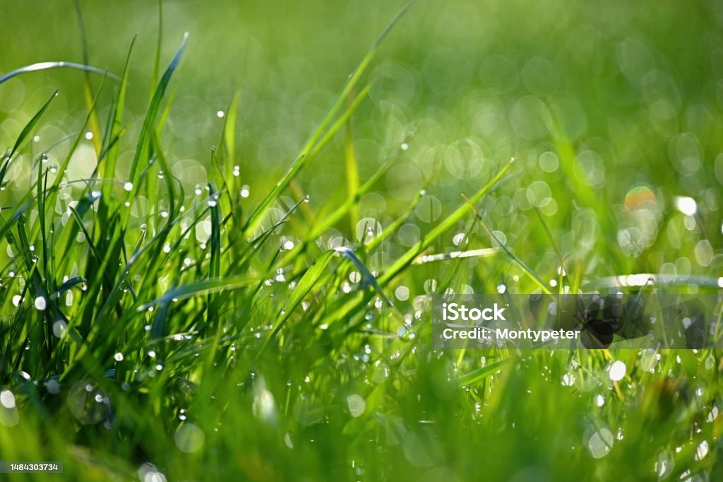 Beautiful Nature Background With Grass And Morning Dew Sunbeams Of The