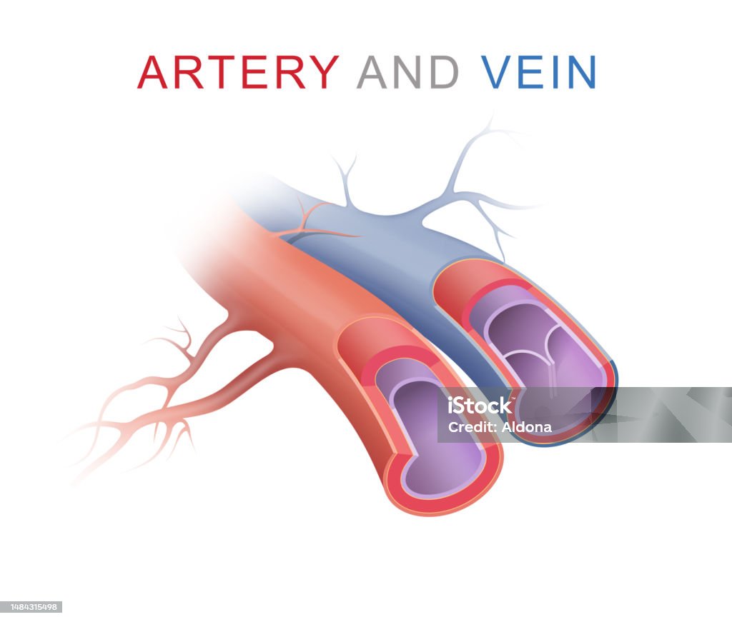 Perbedaan Antara Arteri Dan Vena Ilustrasi Stok - Unduh Gambar Sekarang ... Perbedaan Antara Arteri Dan Vena Ilustrasi Stok - Unduh Gambar Sekarang ...