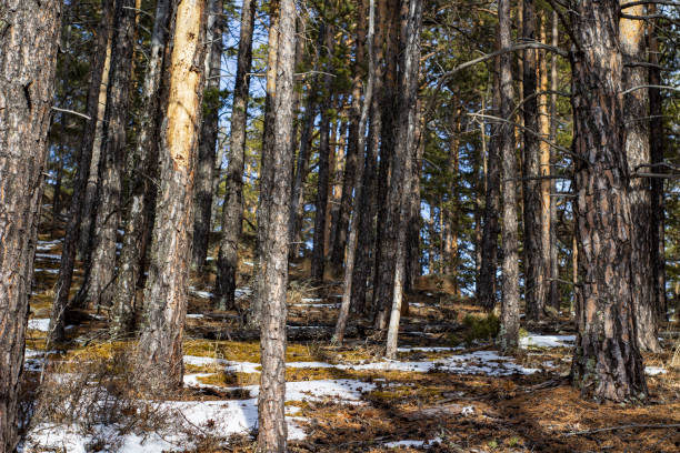 Free picture: spring time, mountain, greenery, branches, trees, range ...