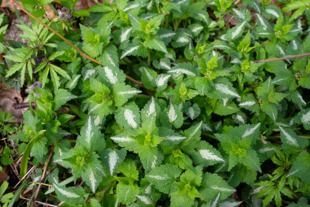 Free picture: nettle, green leaves, mint, organic, leaf, plant, herb ...