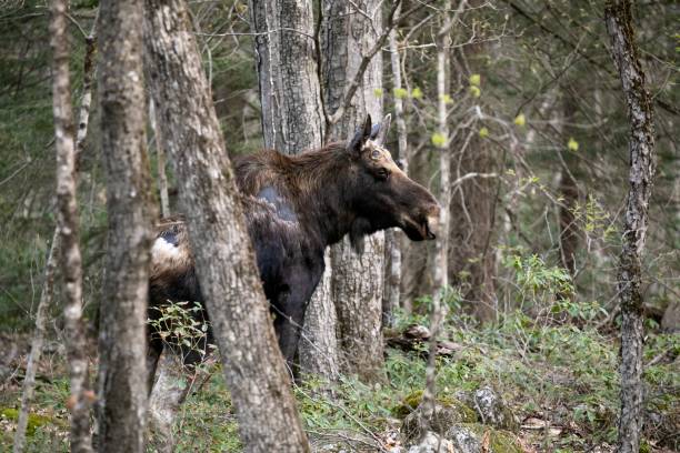 Free picture: bull, moose, animal, mammal