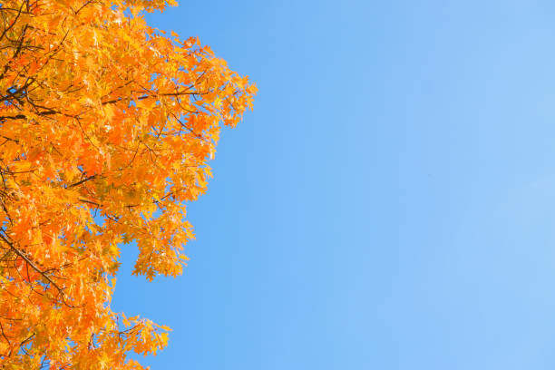 Free picture: Orange yellow leaves on trees with bright blue sky with ...