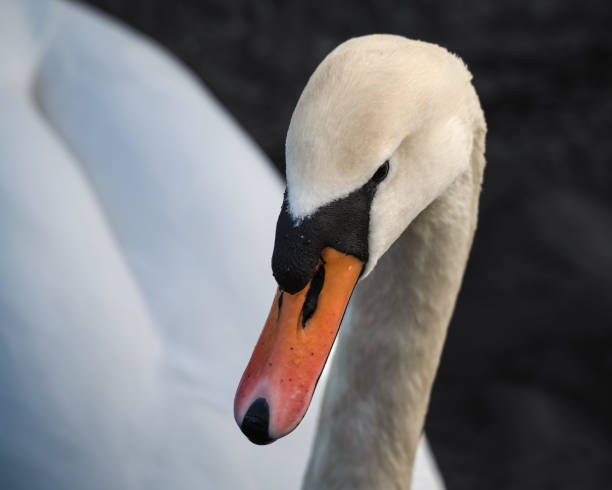 Free picture: neck, side view, aquatic bird, waterfowl, swan, bird ...