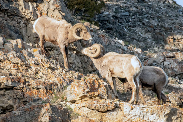 Free Stock Photo of Proud Sheep | Download Free Images and Free ...