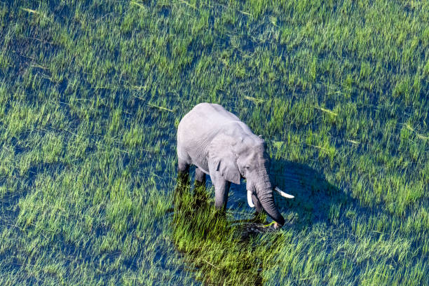 Free Stock Photo of Aerial View of an Elephants Head and Trunk ...