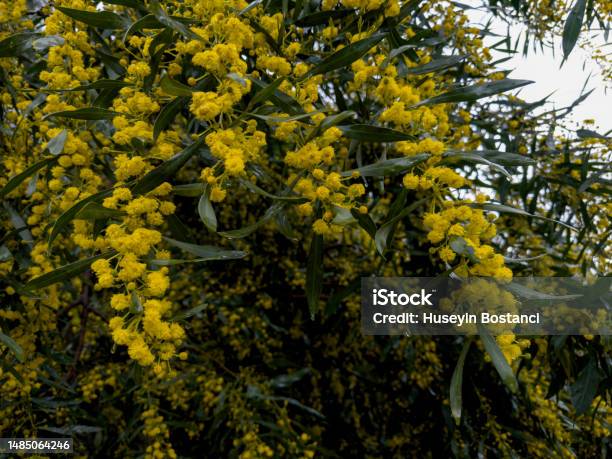 Mimosa Adalah Bunga Yang Berasal Dari Asal Pohon Akasia Jenis Bunga Ini