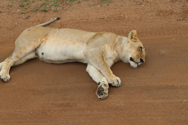 Free sleeping antelope stock photos. Download the best free sleeping ...