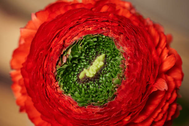 Free Stock Photo of Vivid close-up of a red ranunculus flower ...