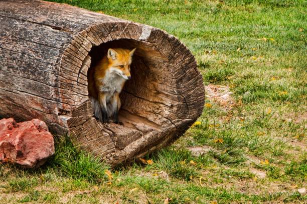 Free picture: fox, wildlife, nature, fur, animal, wild, tree, outdoor