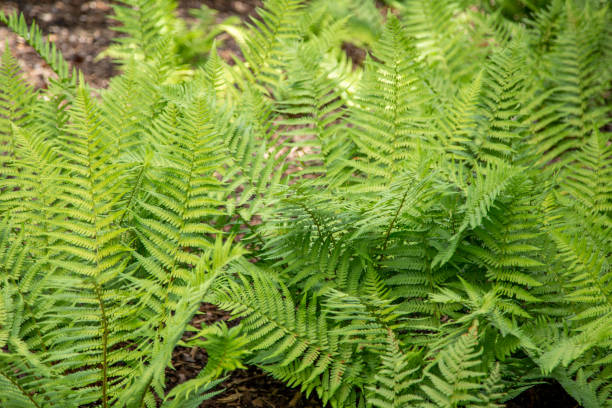 Free picture: fern, branch, texture